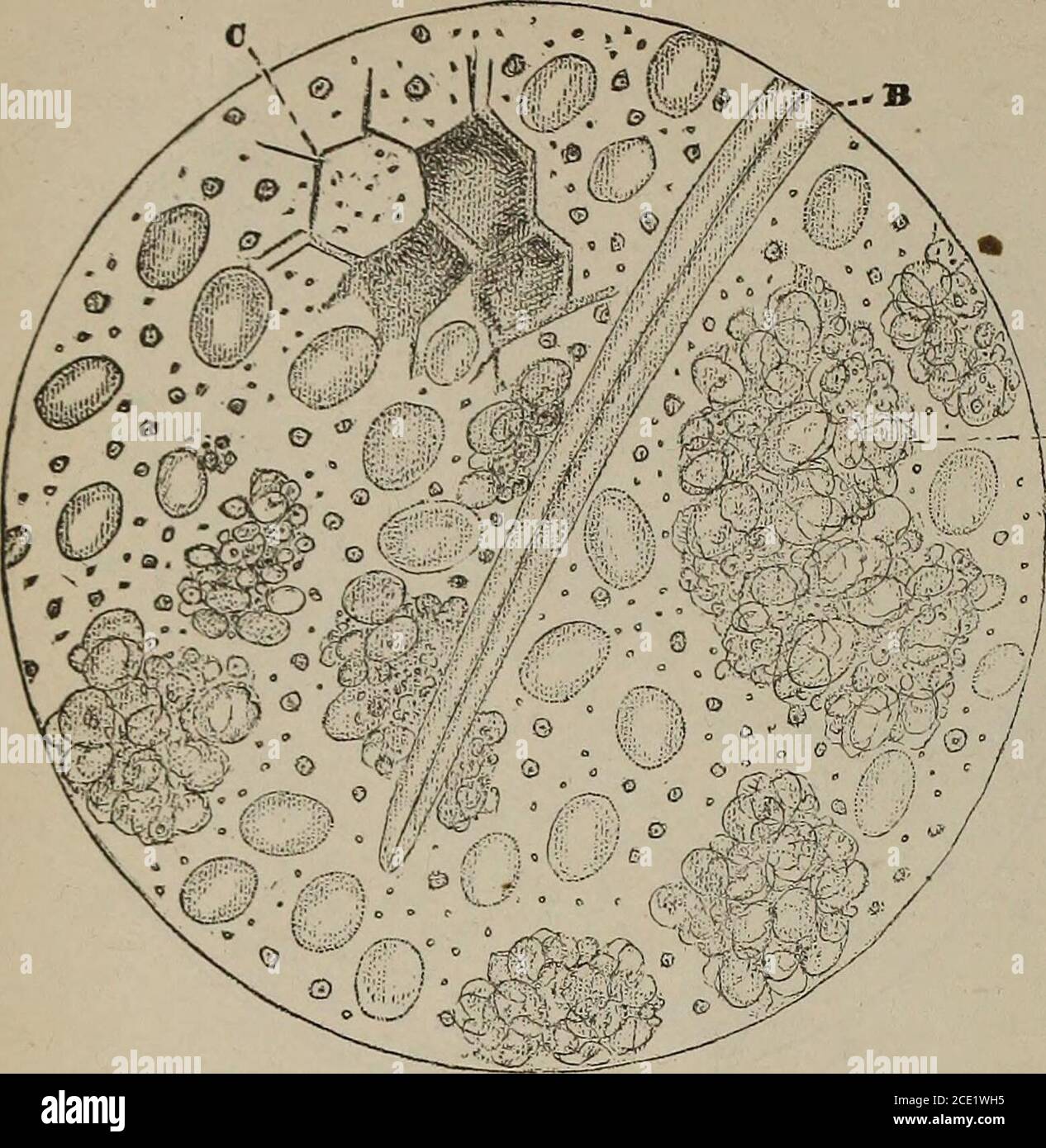 Animal cells under the microscope hi-res stock photography and images ...
