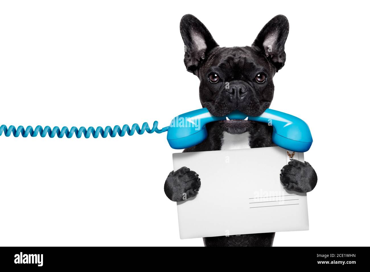 Assistant service dog Cut Out Stock Images & Pictures - Alamy