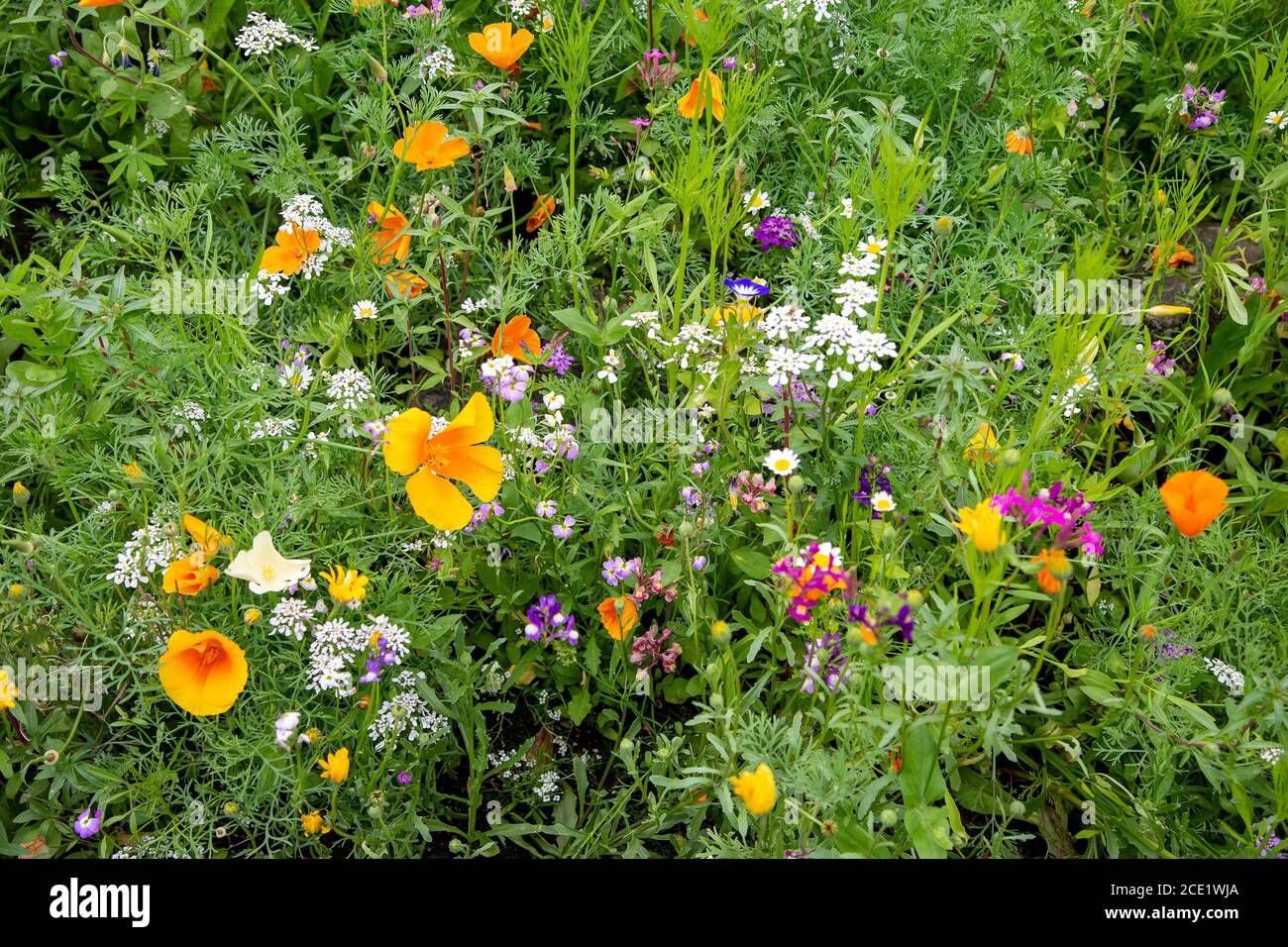 Beautiful display wild flowers Stock Photo - Alamy