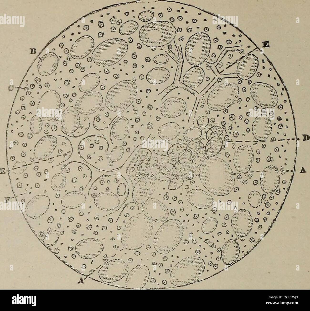 Starch granules hi-res stock photography and images - Alamy