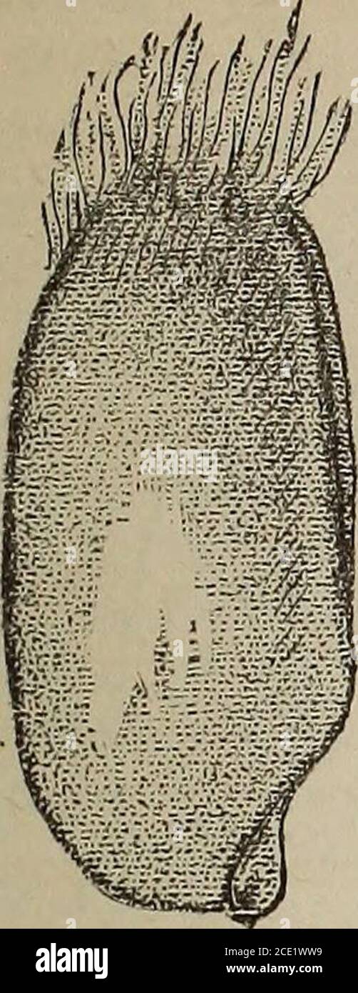 . Gaillard's medical journal . Fig. 1. Fig. 2. CEREAL FOODS UNDER THE ...