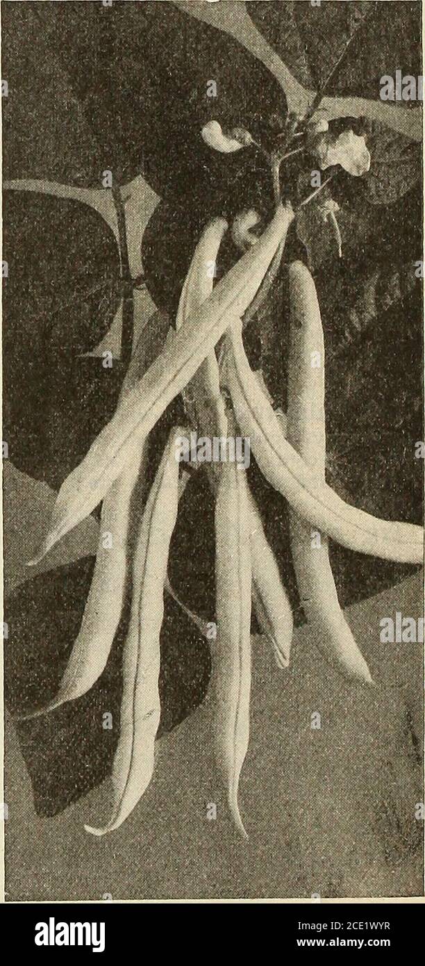 Bushel green beans hi-res stock photography and images - Alamy