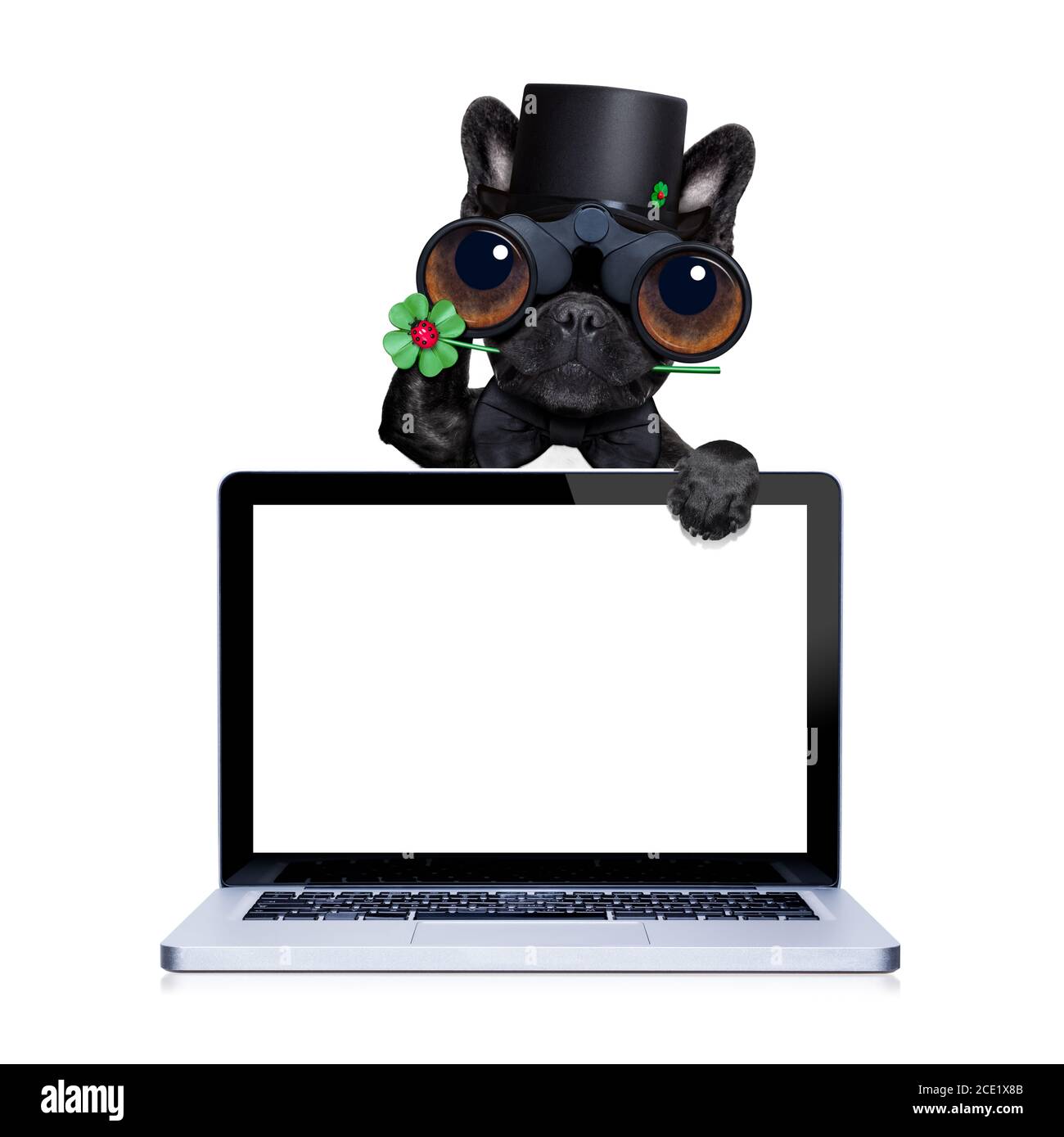 Good luck dog Stock Photo - Alamy