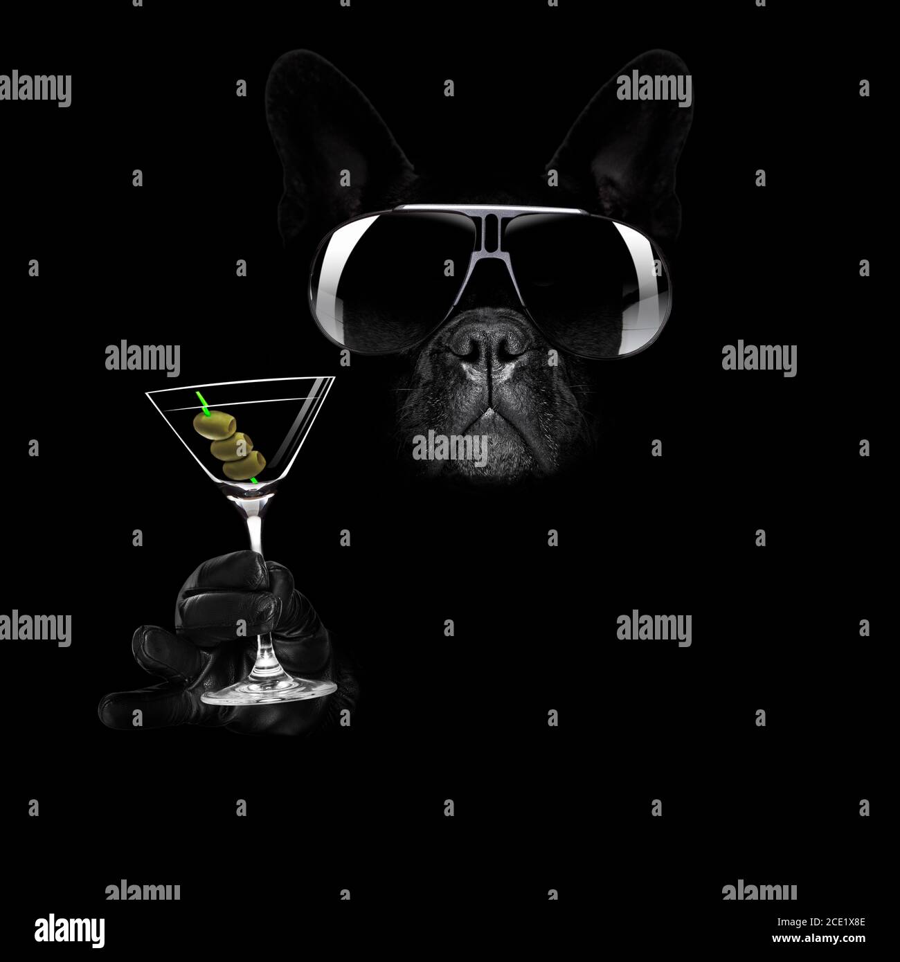 martini cocktail dog Stock Photo - Alamy