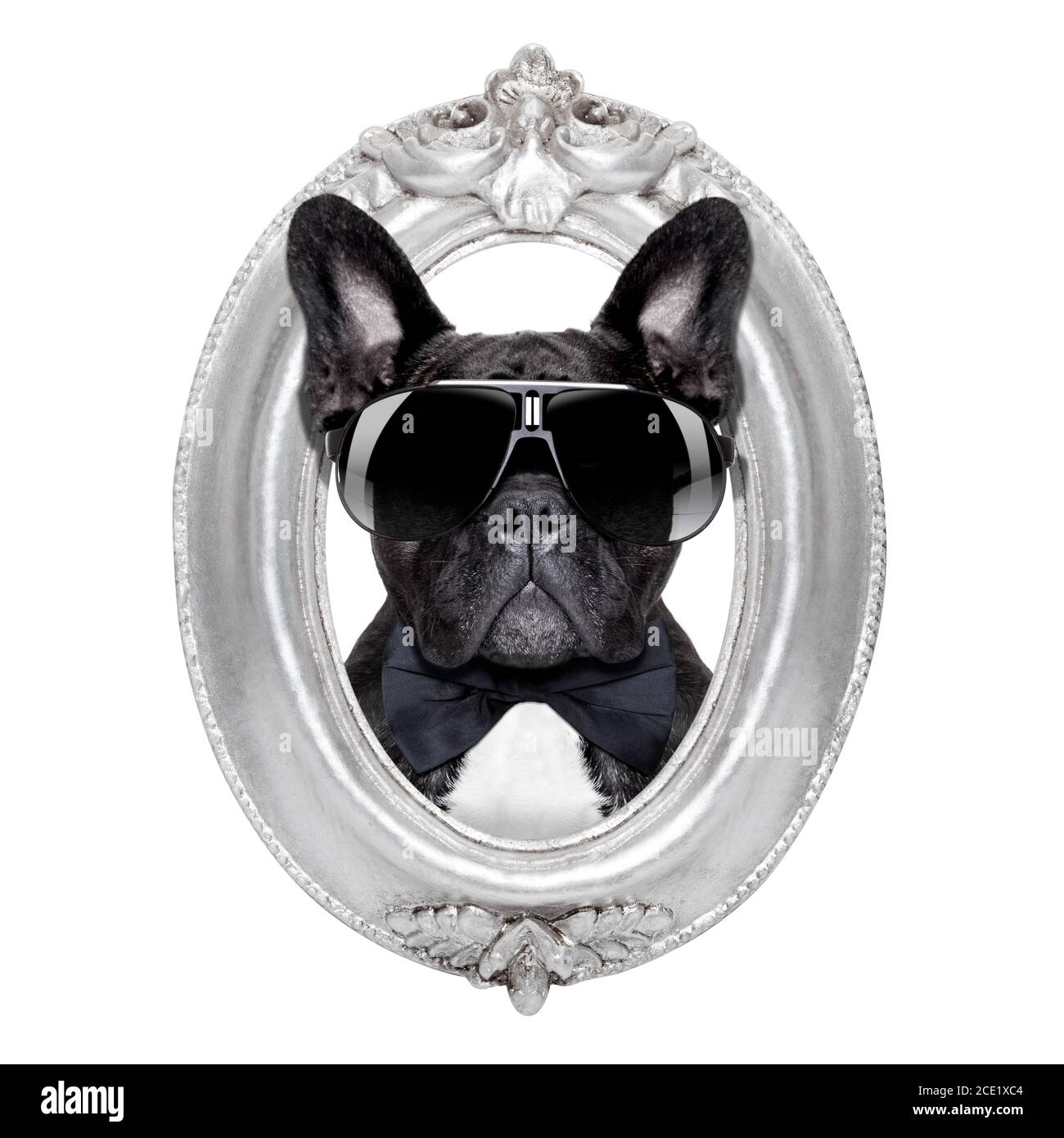 dog in a frame Stock Photo - Alamy