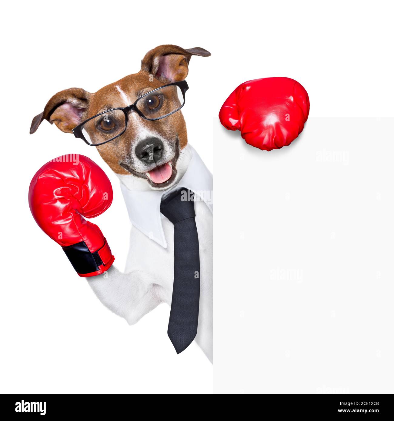 Boxing dog Cut Out Stock Images & Pictures - Alamy