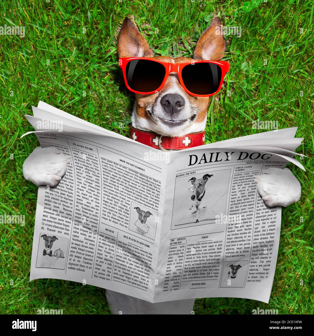 dog reading newspaper Stock Photo - Alamy