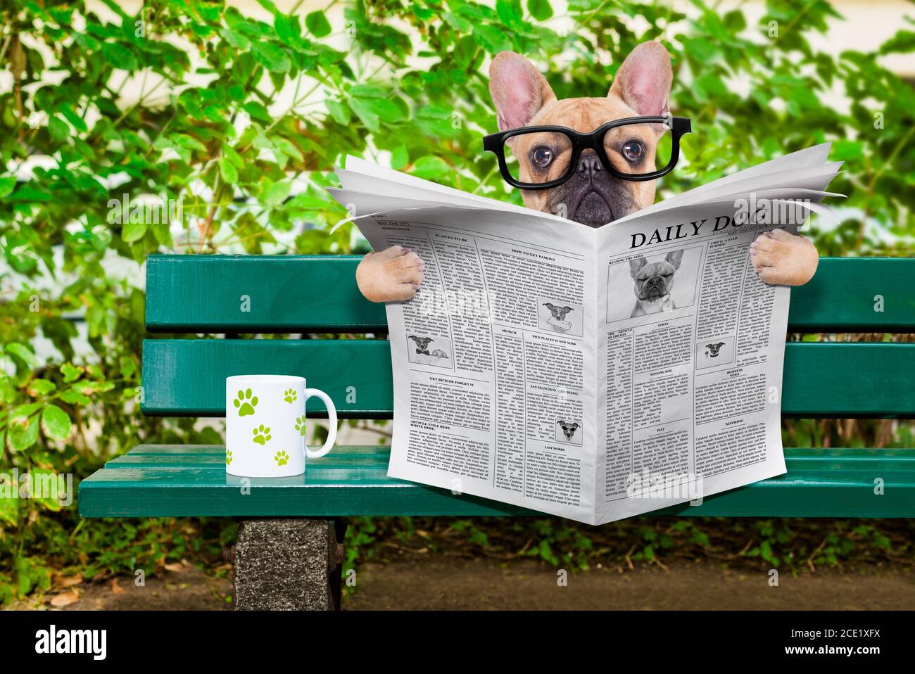 dog reading newspaper Stock Photo - Alamy
