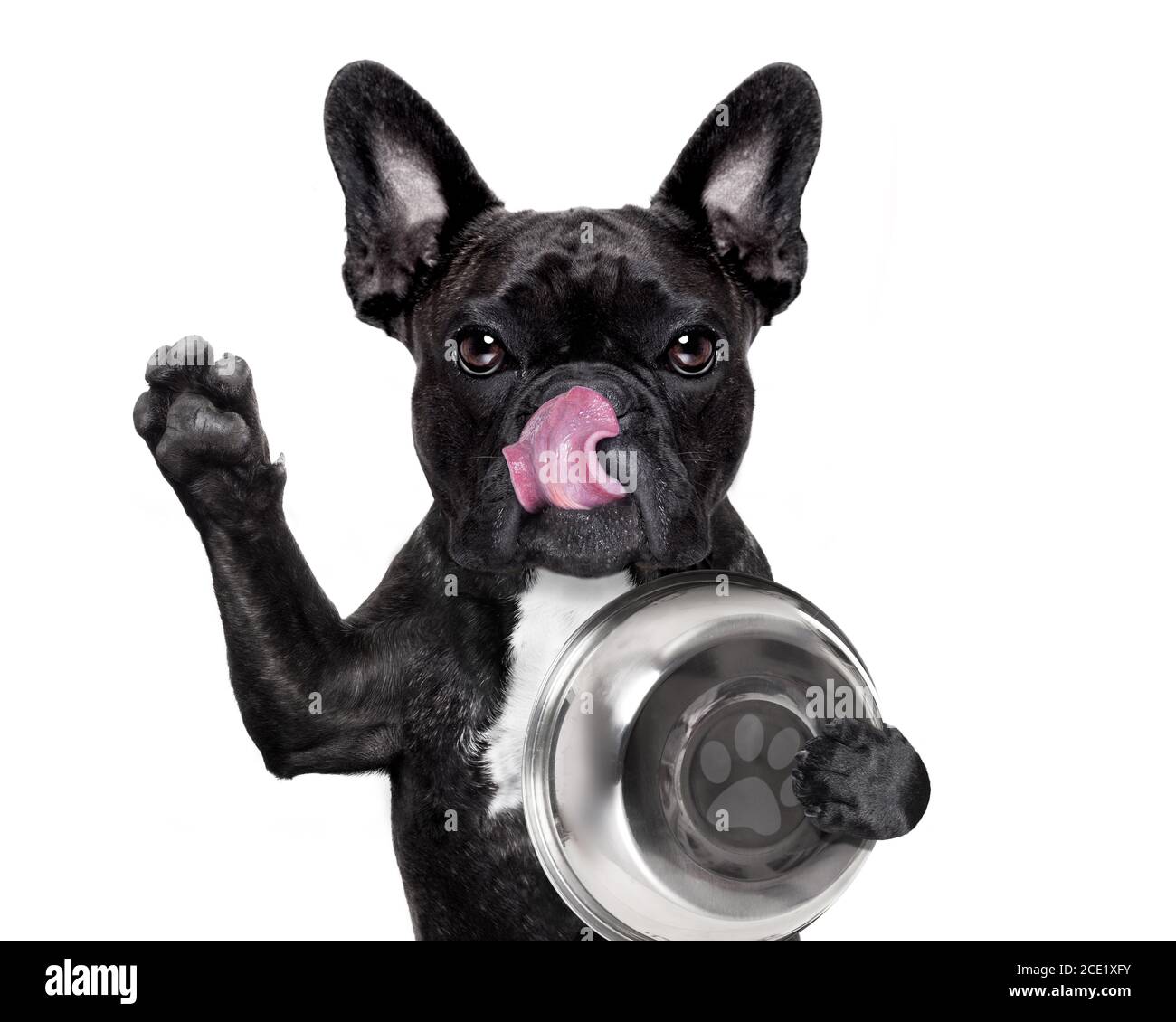 Frenchie with bone hi-res stock photography and images - Alamy