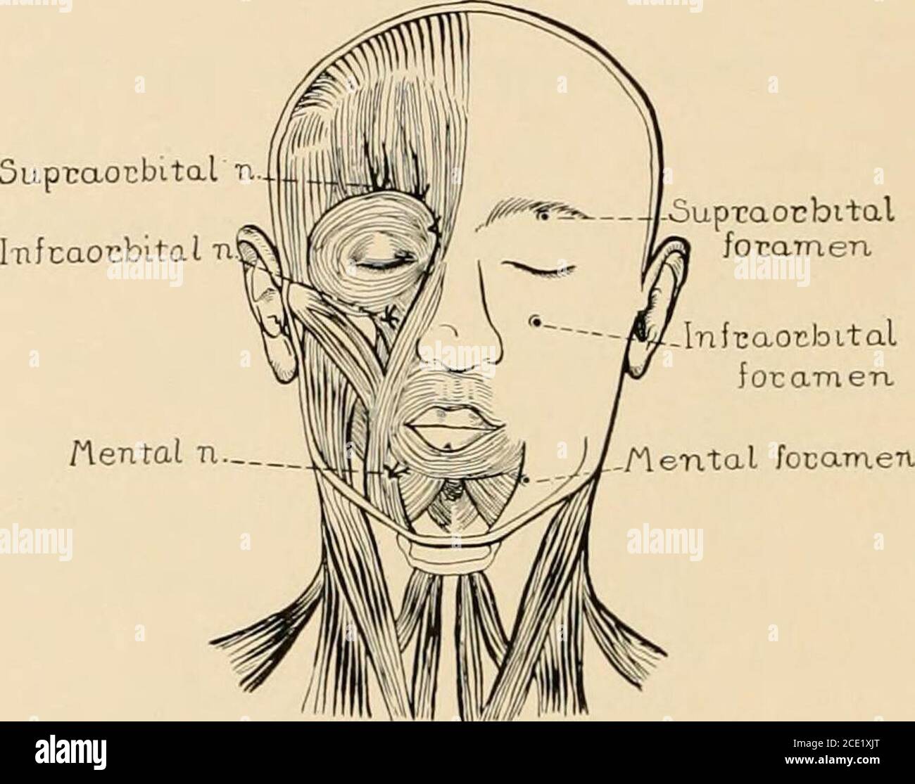 Superior labial hi-res stock photography and images - Alamy