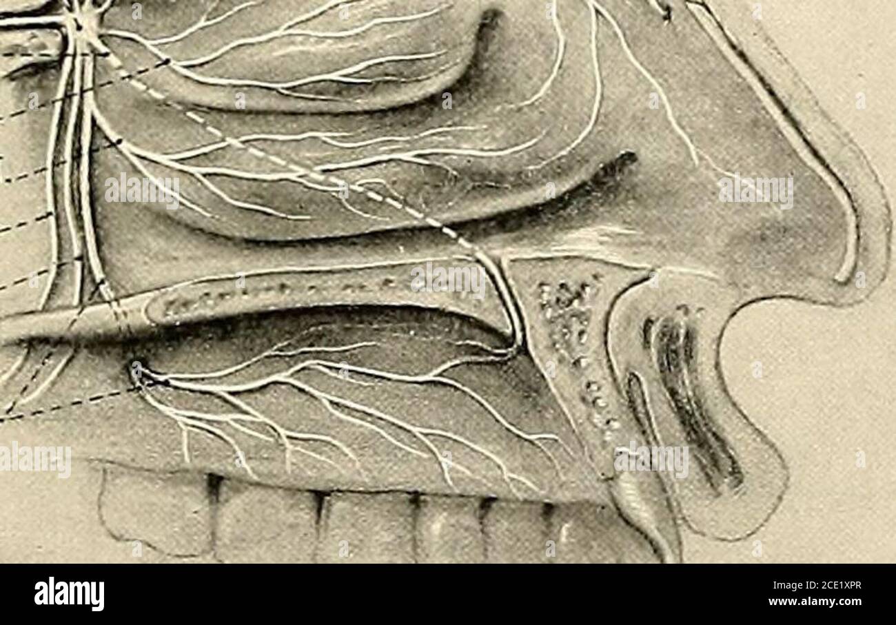 Nasopalatine hi-res stock photography and images - Alamy