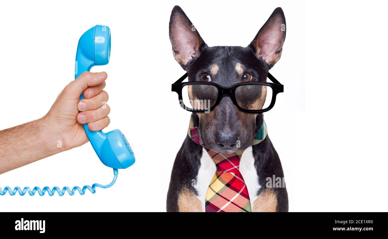 business boss dog Stock Photo - Alamy