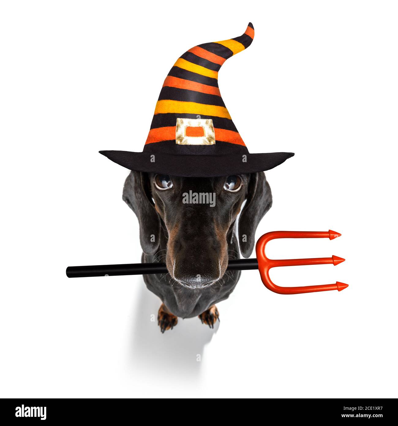 halloween ghost dog trick or treat Stock Photo - Alamy