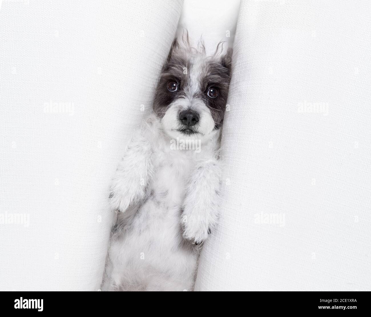 burnout dog under pressure Stock Photo - Alamy