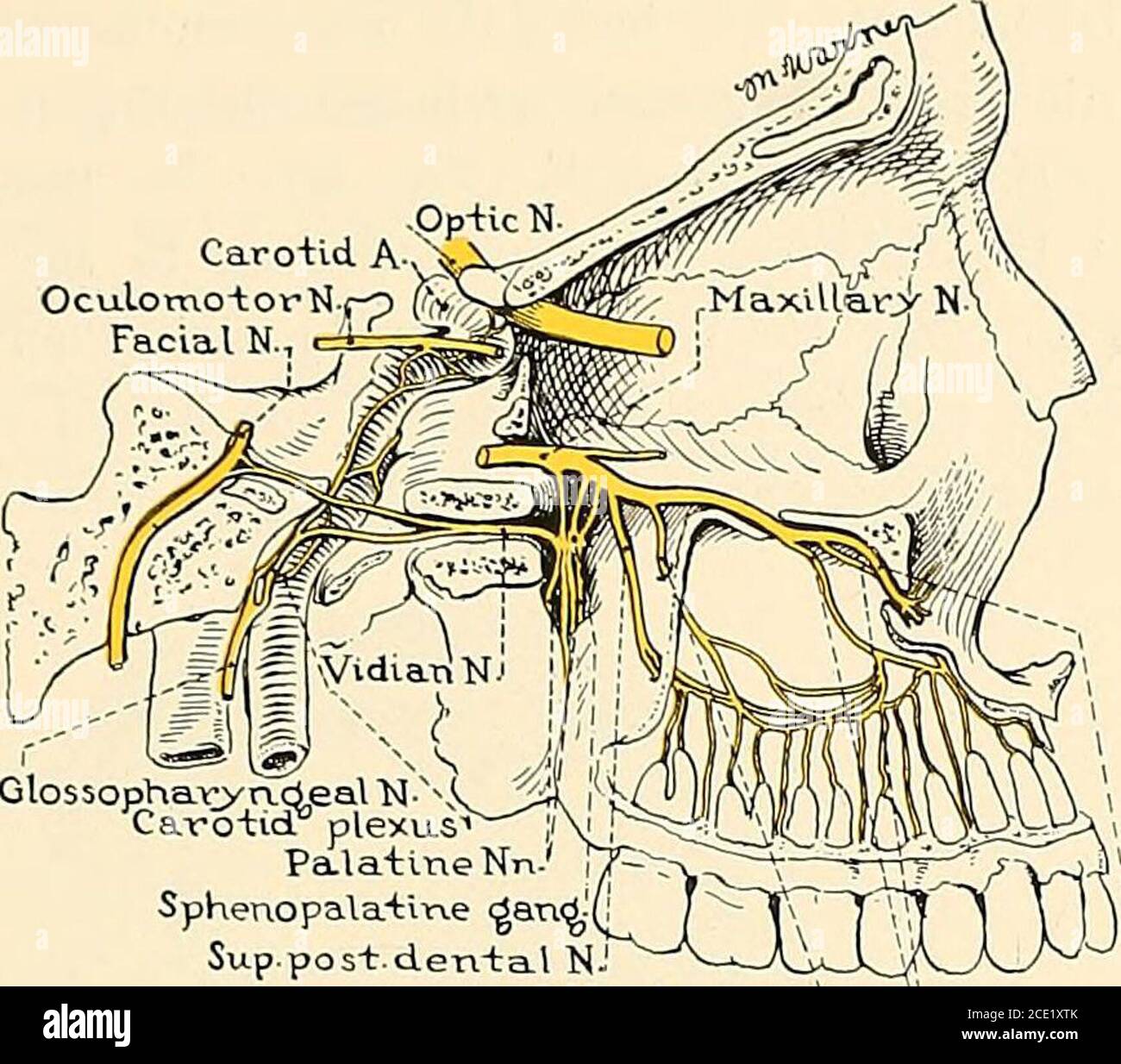 Oral route hi-res stock photography and images - Alamy