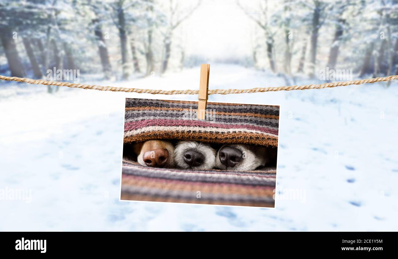 cute photo of dogs on string in winter Stock Photo - Alamy