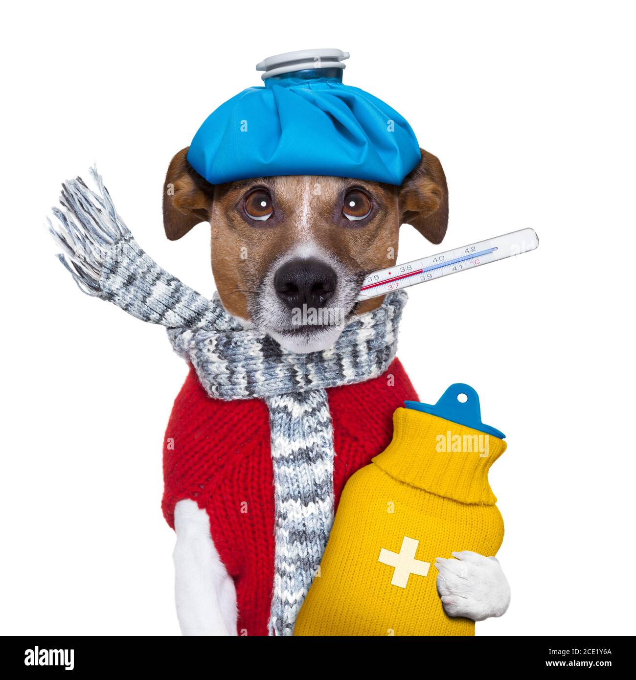 sick dog with fever Stock Photo - Alamy