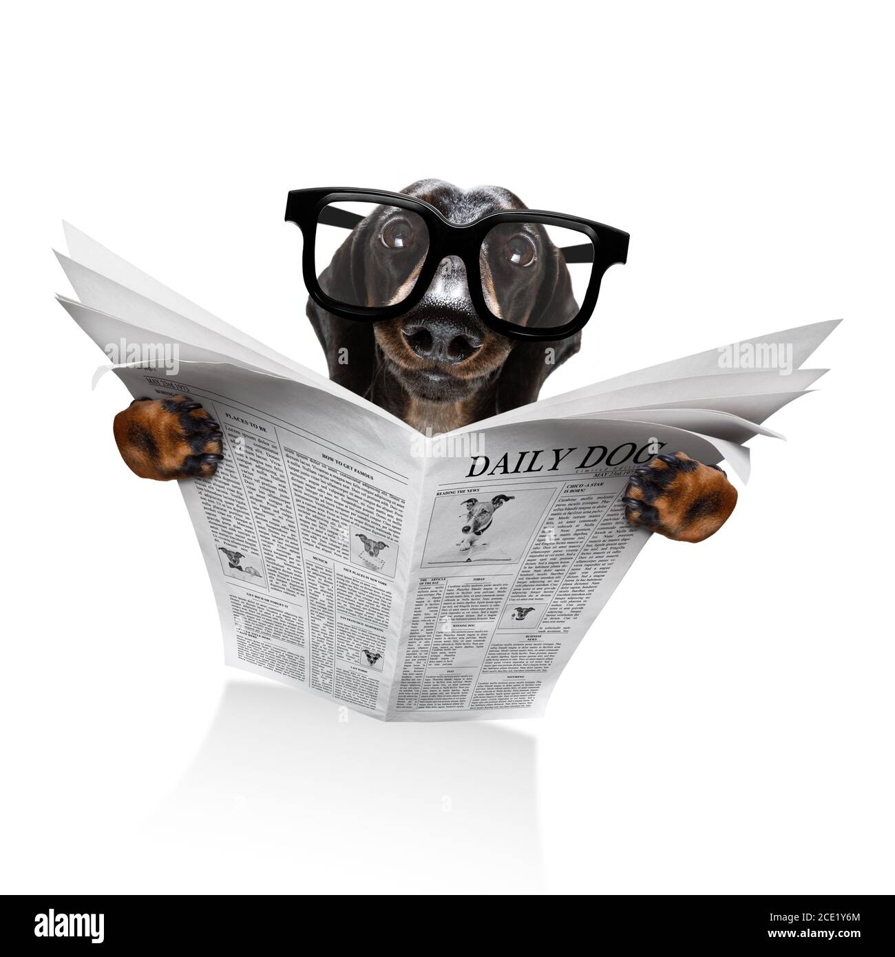 dog reading newspaper Stock Photo - Alamy