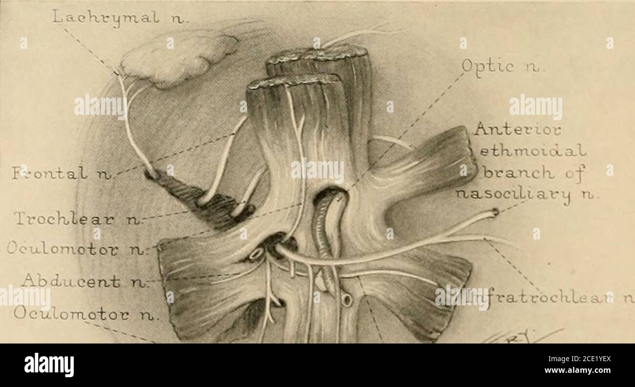 . Regional anesthesia : its technic and clinical application . rootFig ...