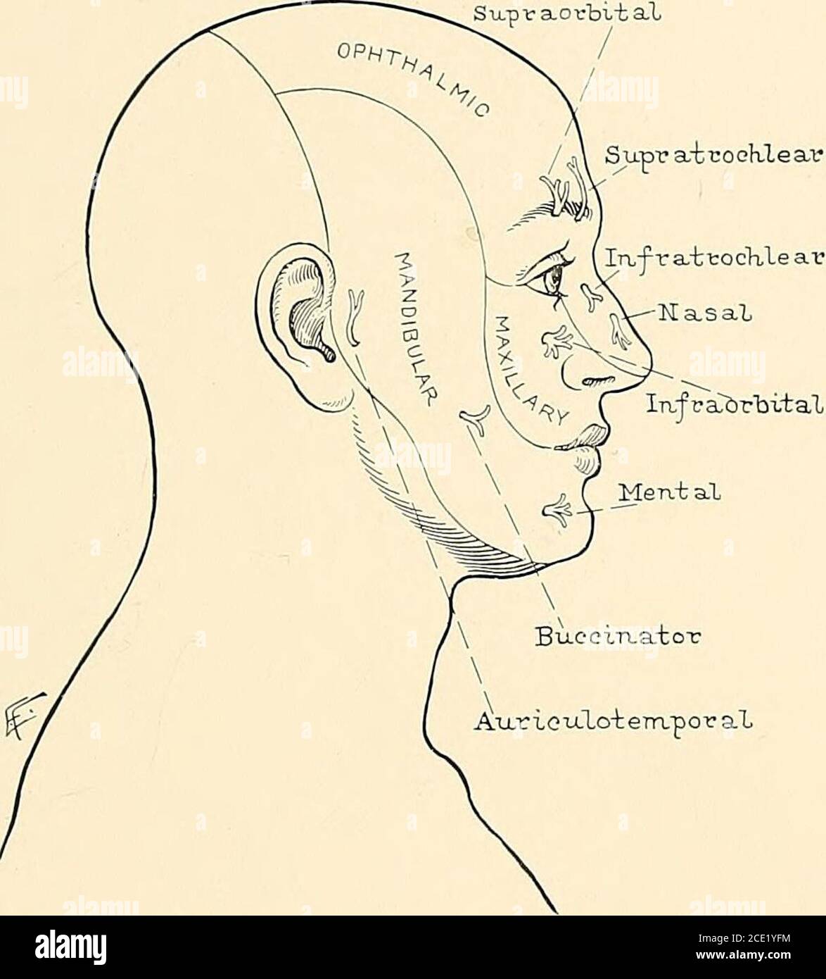 . Regional anesthesia : its technic and clinical application . locking ...