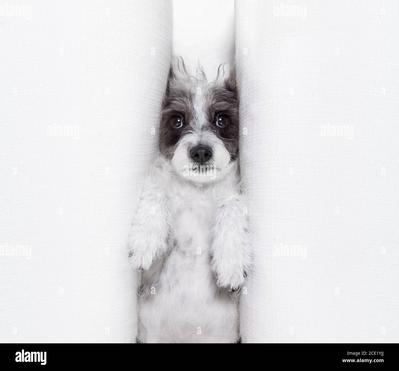 burnout dog under pressure Stock Photo - Alamy