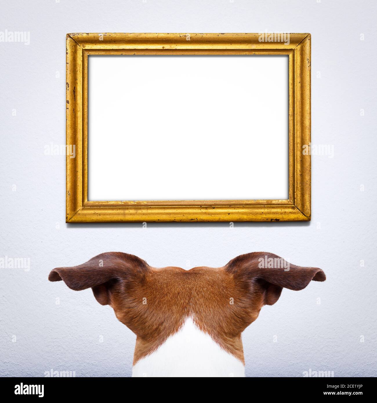 dog watching a frame Stock Photo - Alamy