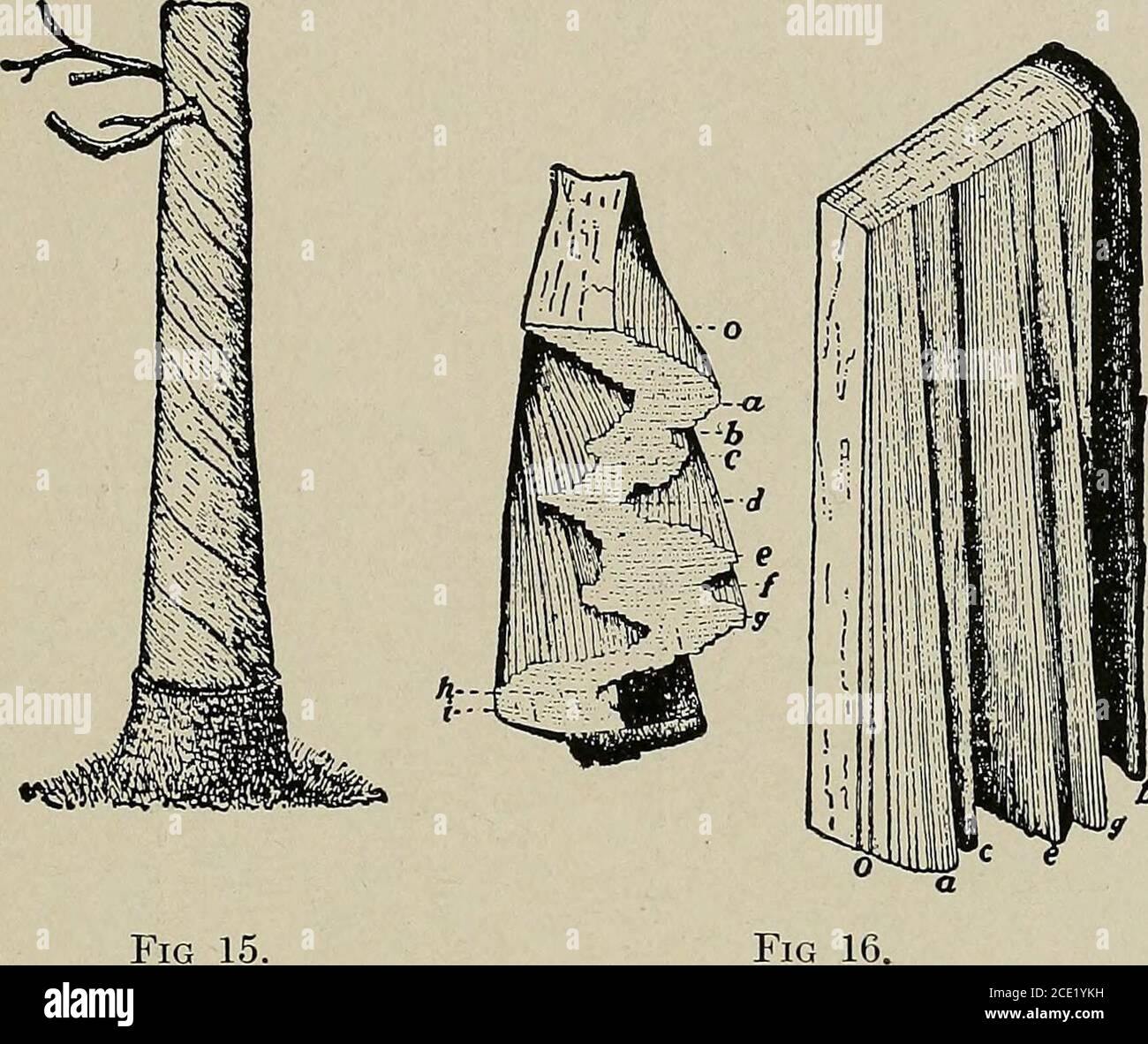 Tangential cross section hi-res stock photography and images - Alamy