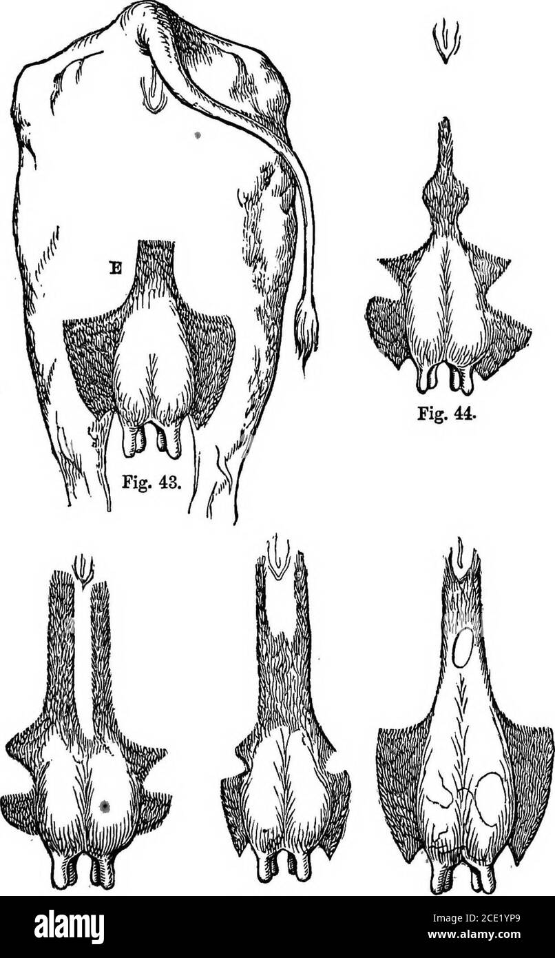 Classification system explanation hi-res stock photography and images ...