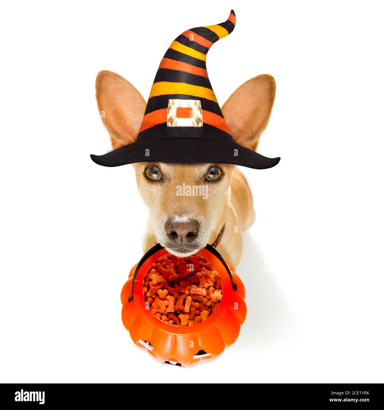 halloween ghost dog trick or treat Stock Photo - Alamy