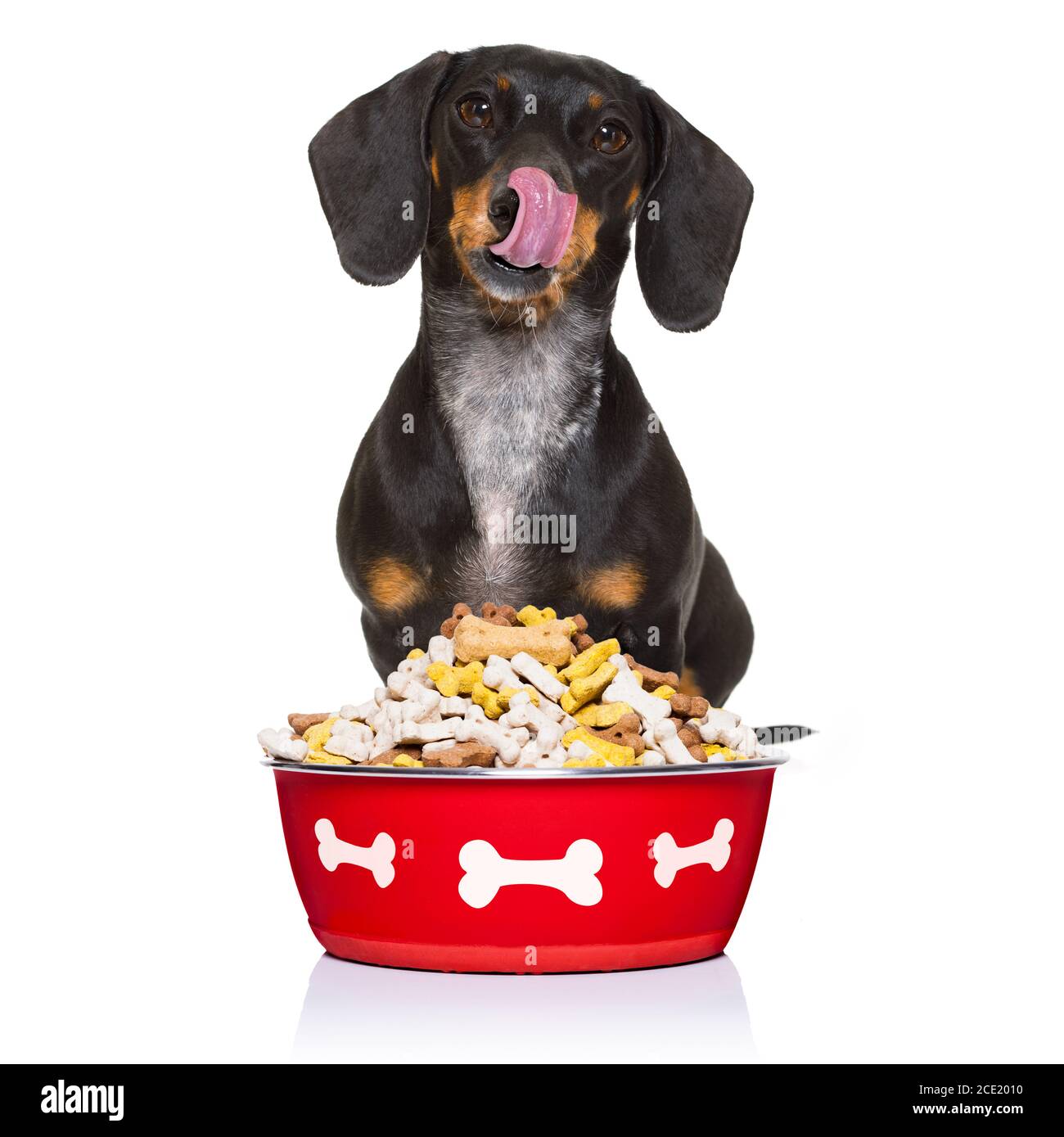 hungry sausage dachshund dog Stock Photo - Alamy