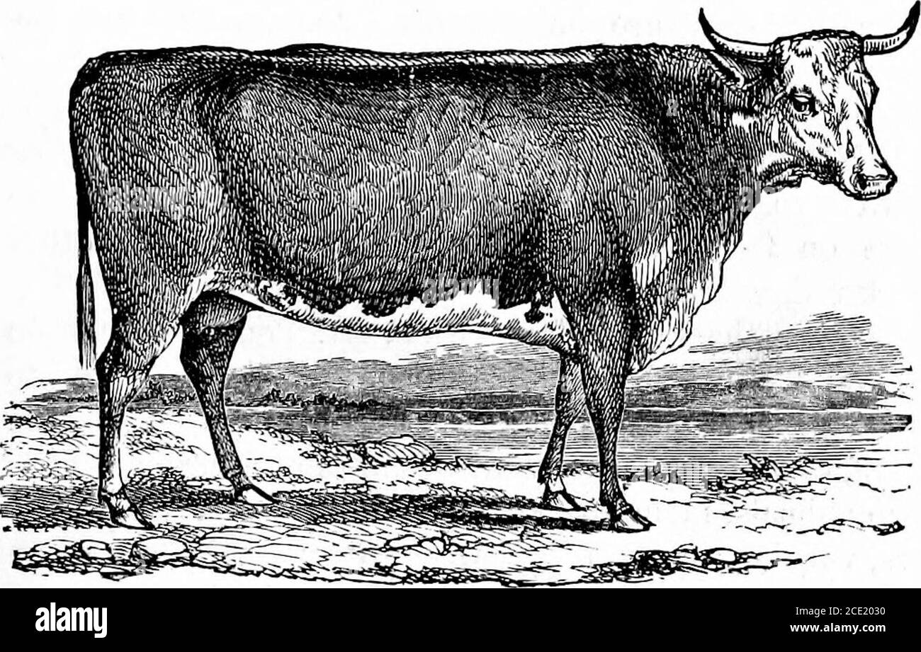 . Milch cows and dairy farming; comprising the breeds, breeding, and ...