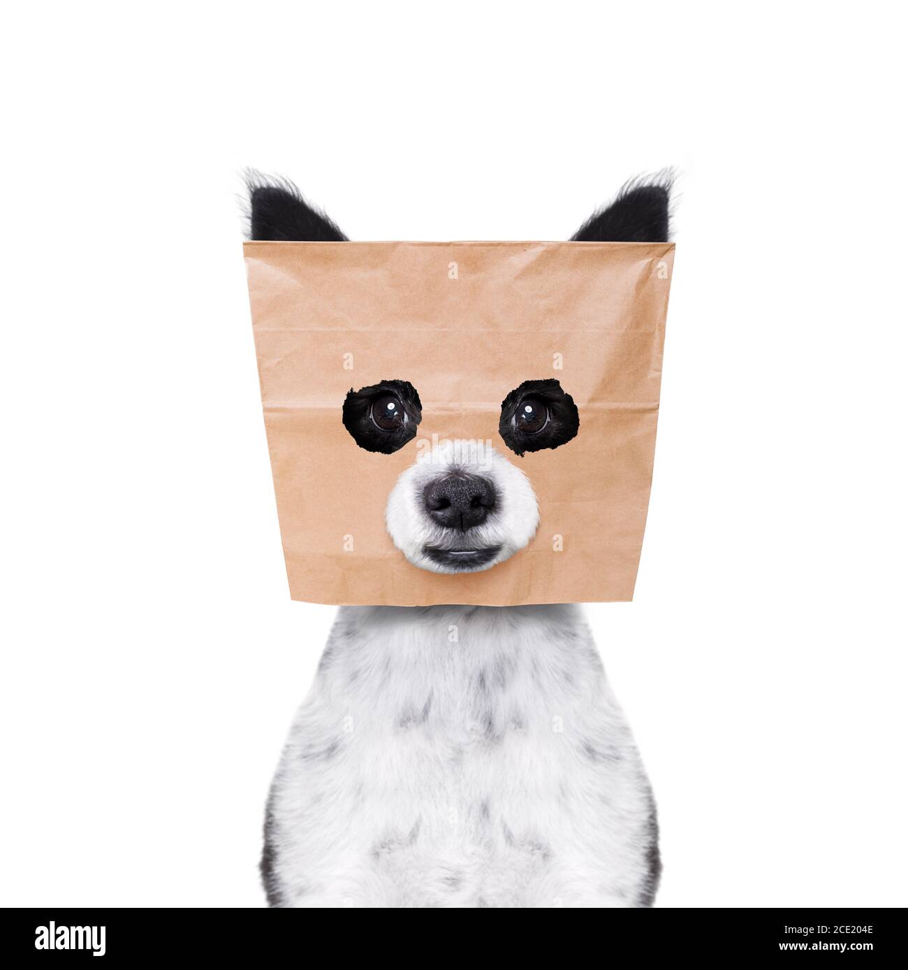 dog with paper bag on head Stock Photo - Alamy