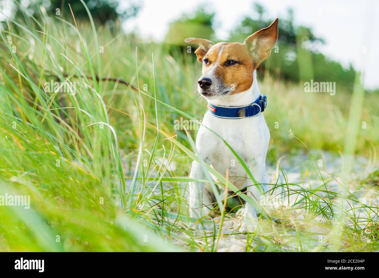 dog summer beach Stock Photo - Alamy