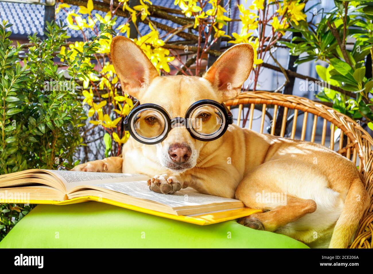 dog reading a book Stock Photo - Alamy