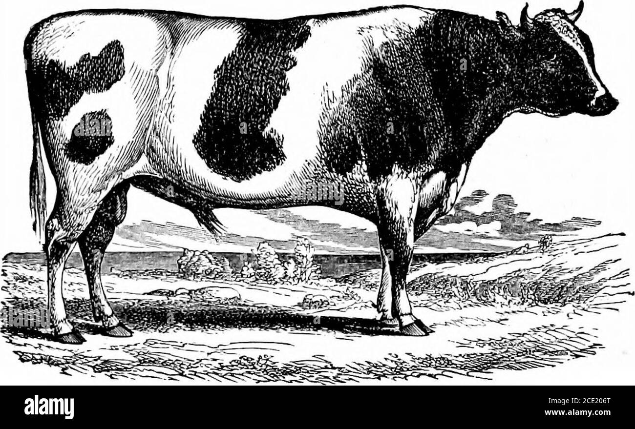 Short horned dairy cattle hi-res stock photography and images - Alamy