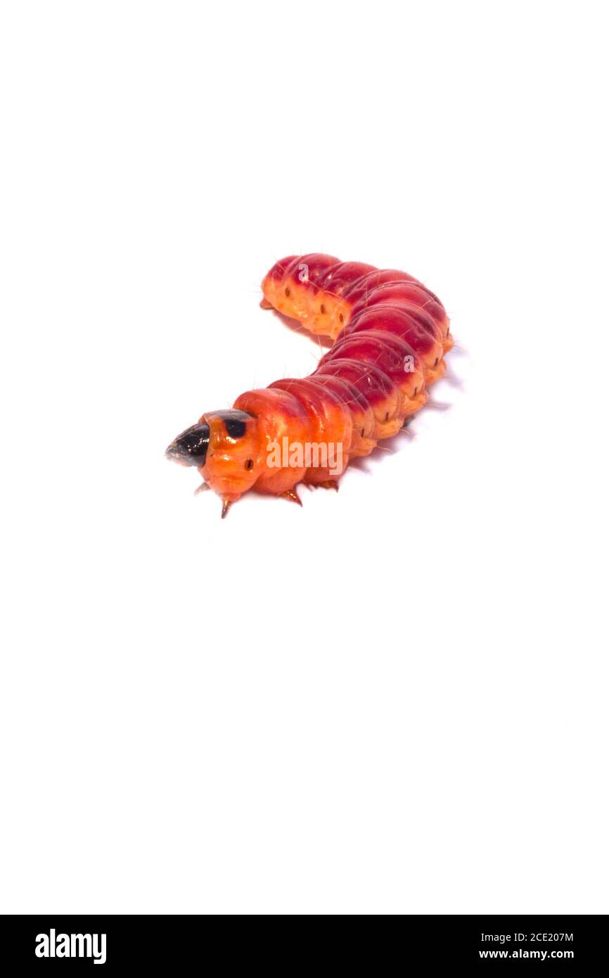 Bright colourful caterpillar on a white background Stock Photo - Alamy