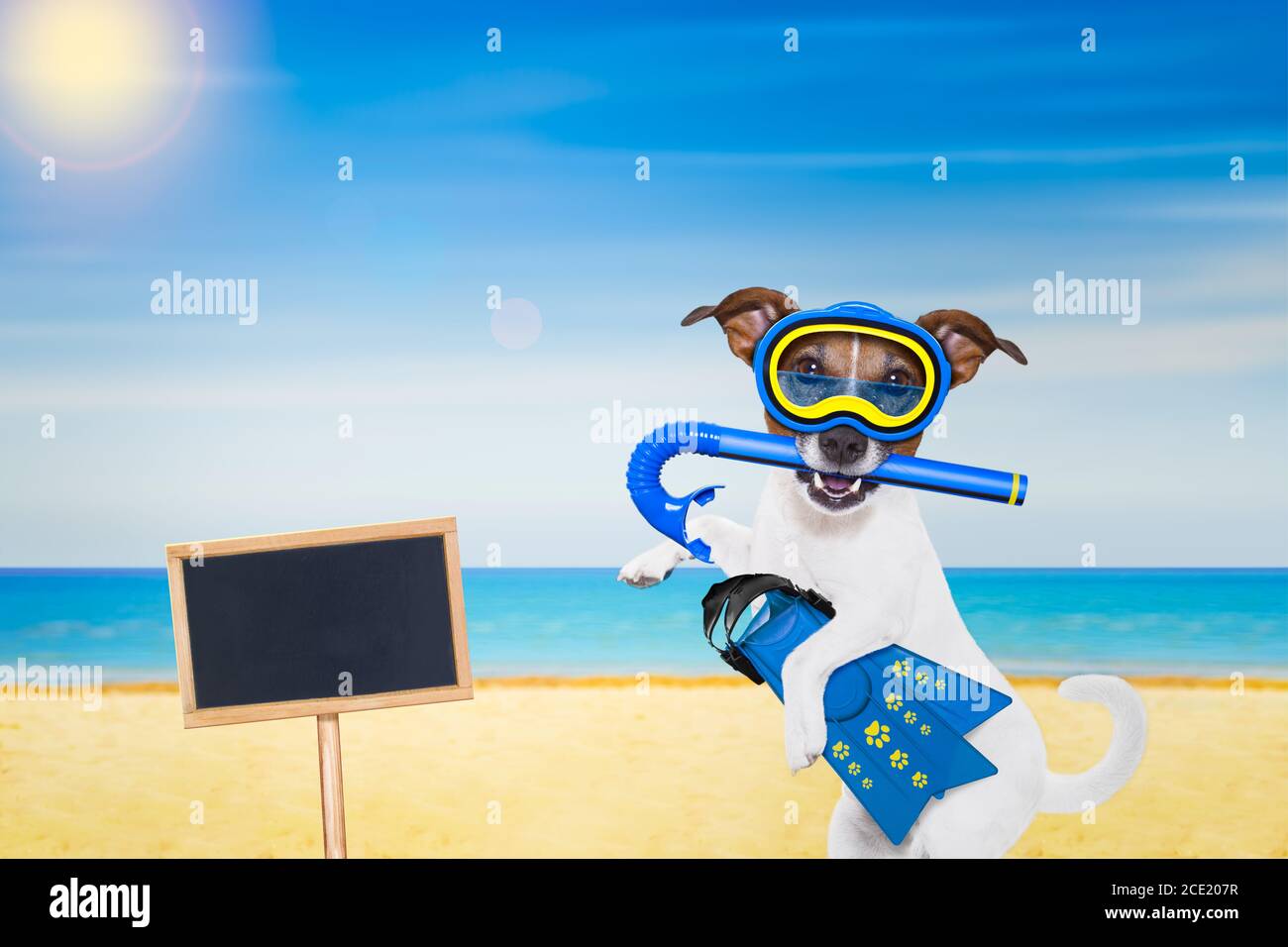 V pug hi-res stock photography and images - Alamy