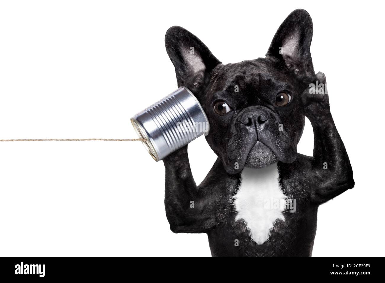 dog phone telpehone Stock Photo - Alamy