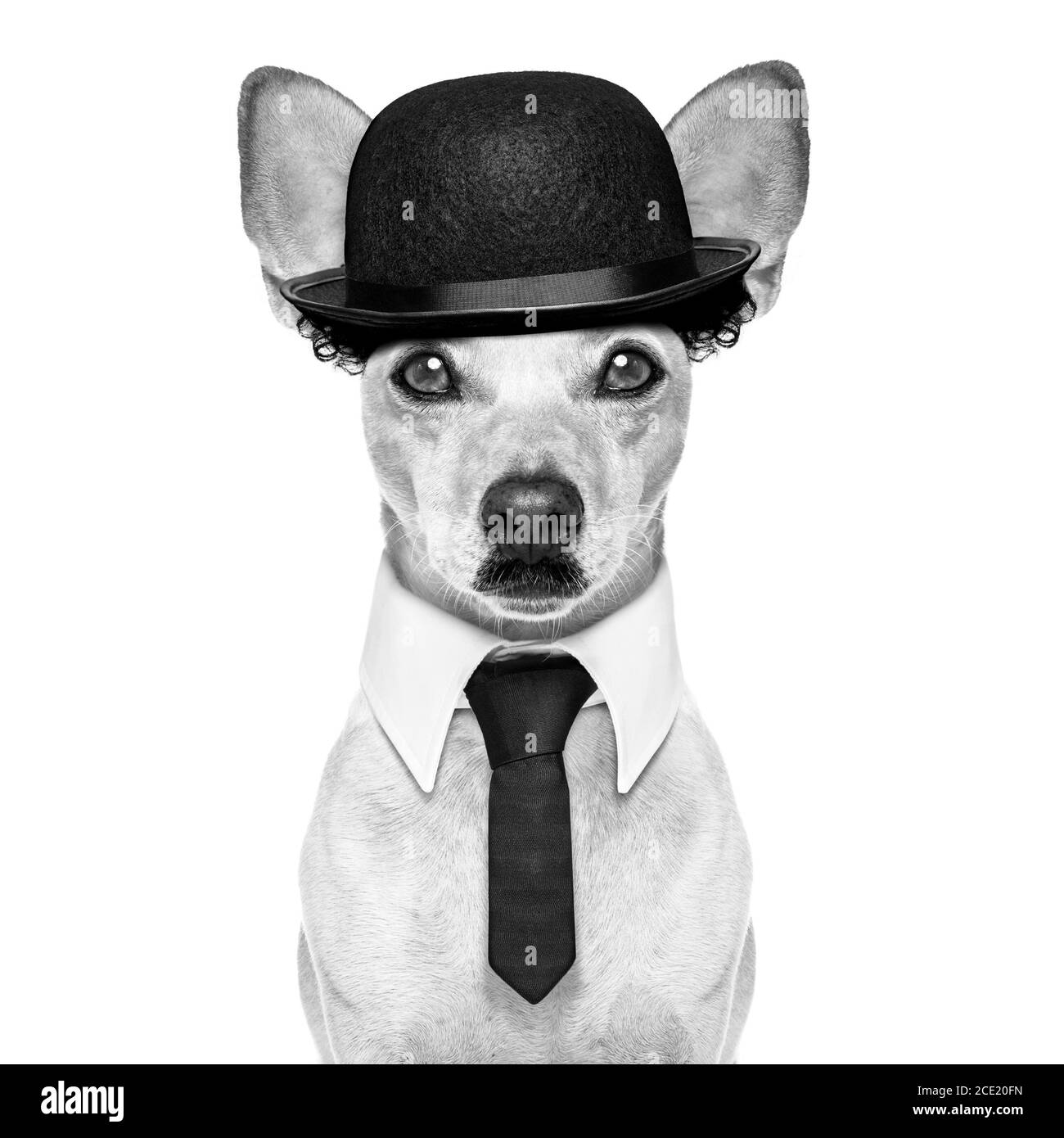 funny retro dog Stock Photo - Alamy