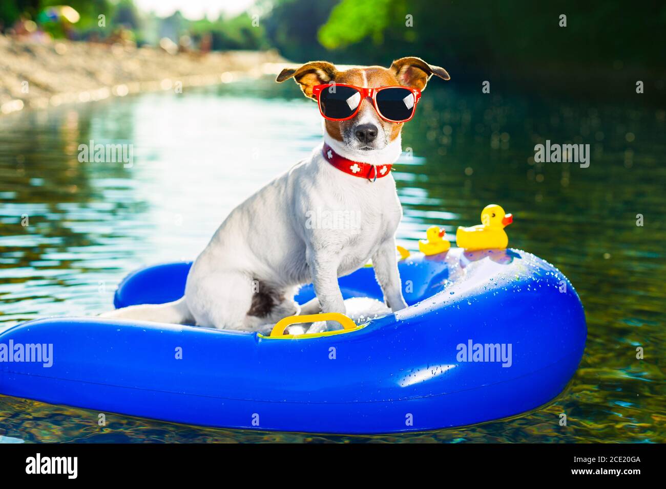 summer beach dog Stock Photo - Alamy