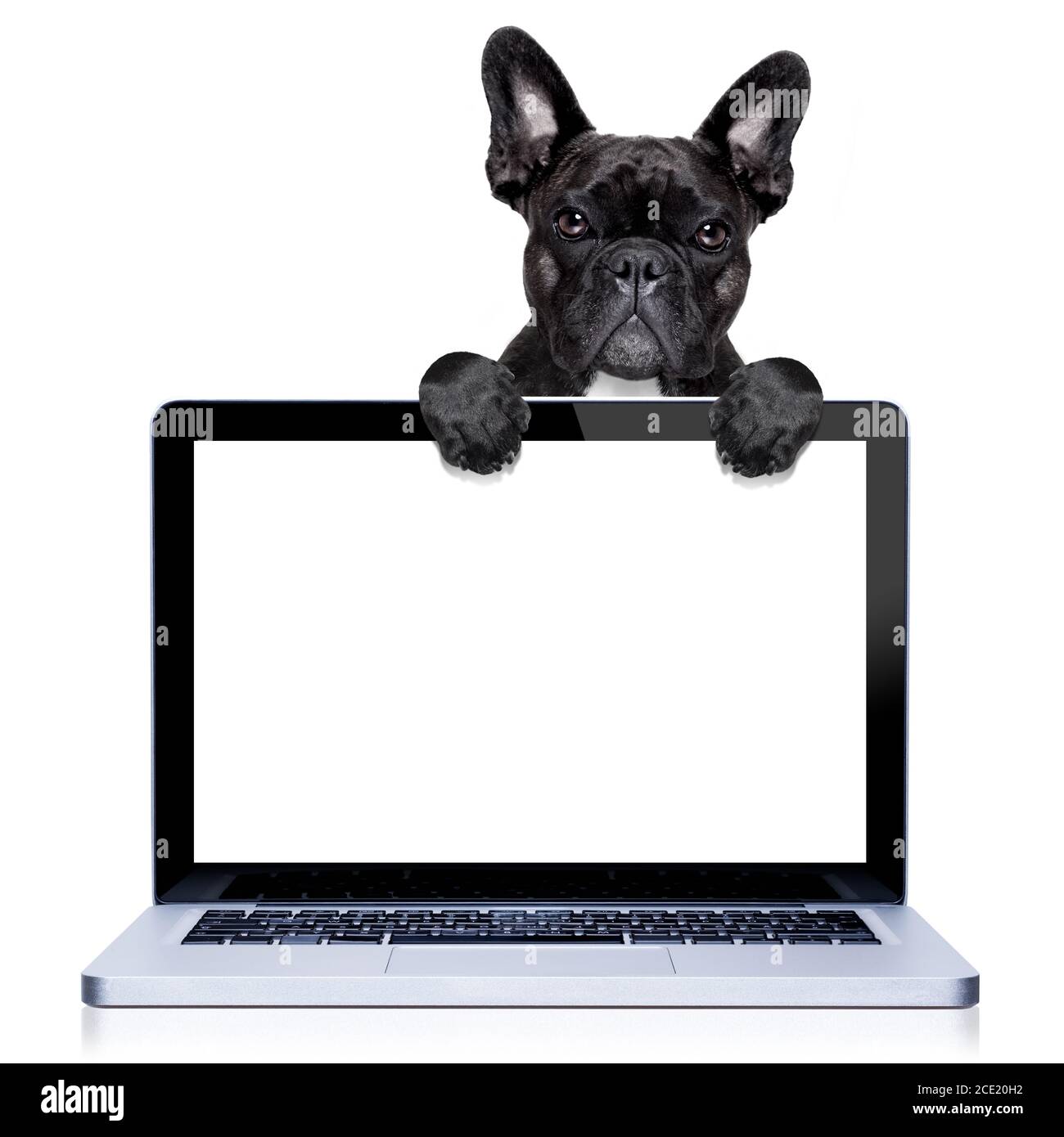 French pug with computer hi-res stock photography and images - Alamy