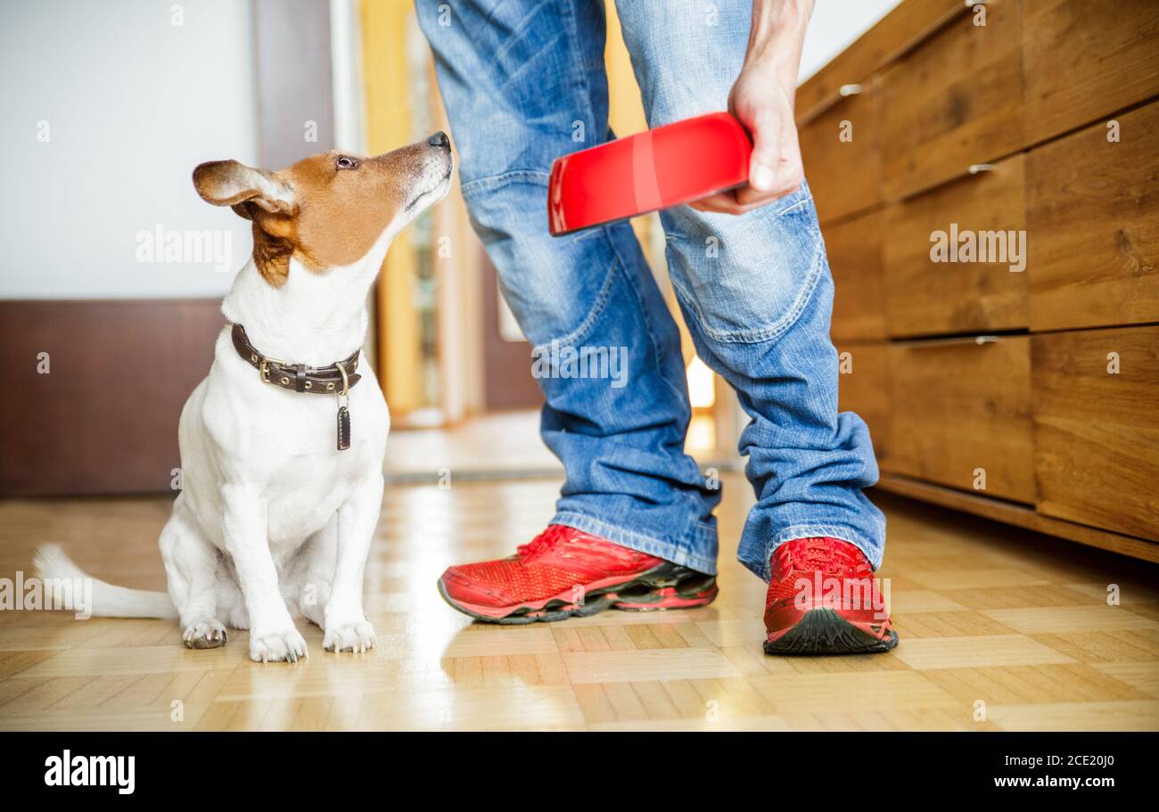 Curious dogs hi-res stock photography and images - Alamy