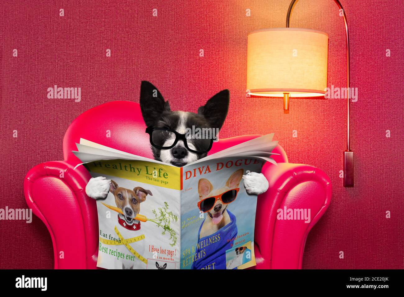dog reading newspaper at home Stock Photo - Alamy