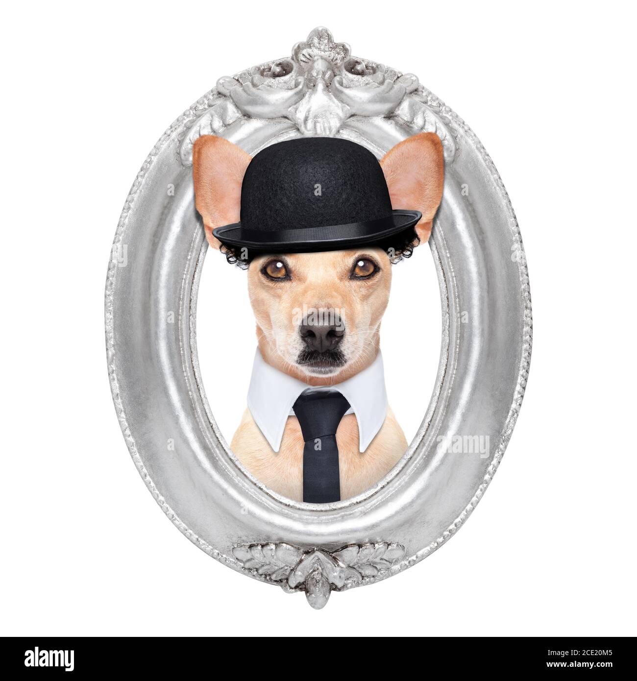 dog in a frame Stock Photo - Alamy