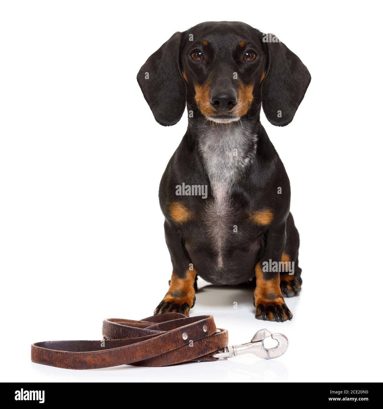 dog and owner with leash Stock Photo - Alamy