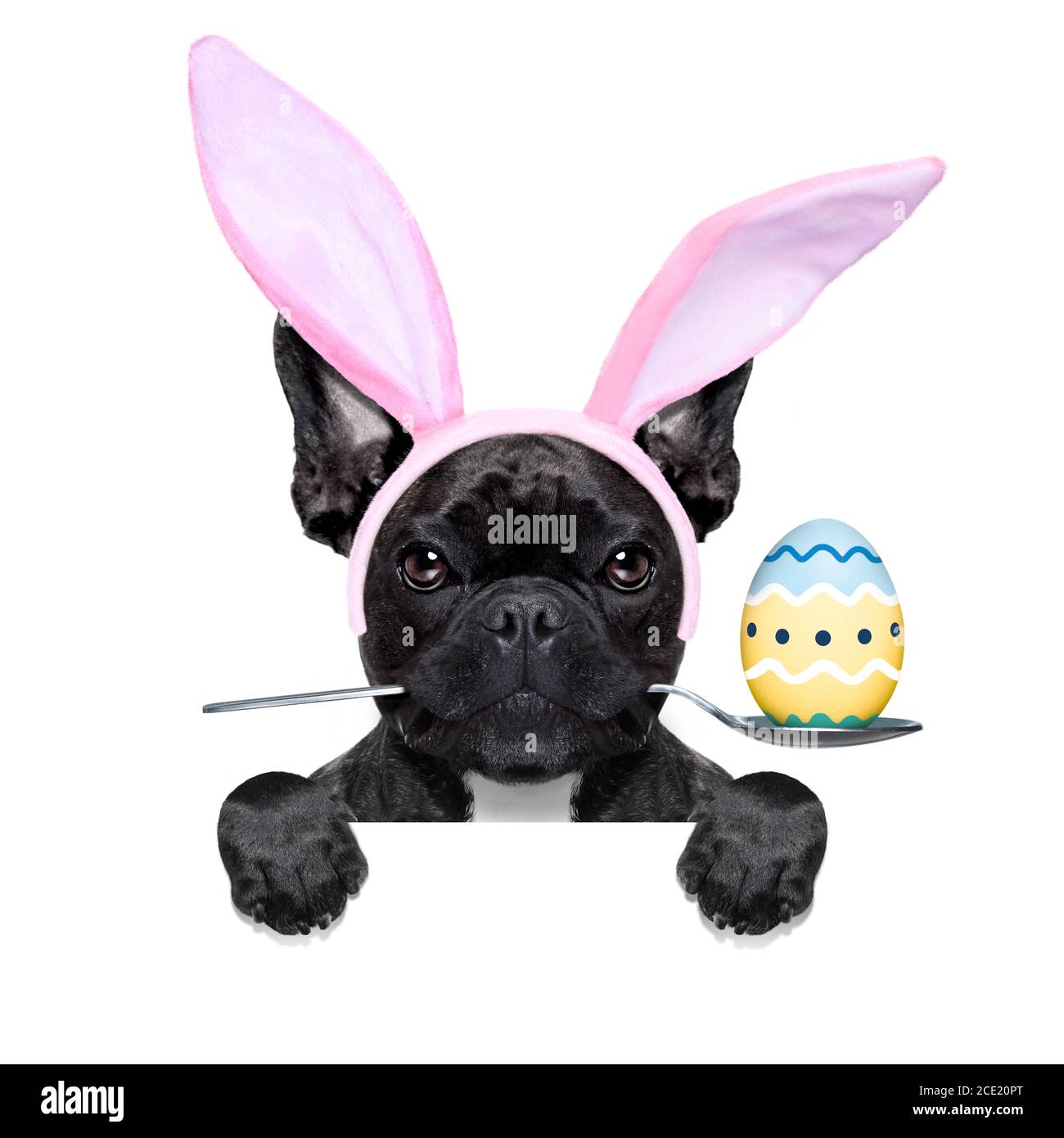 easter bunny dog Stock Photo - Alamy