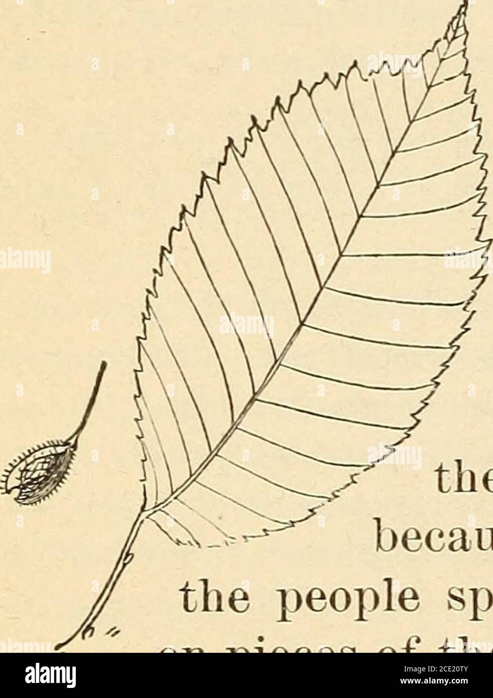 Anglo Saxon Word High Resolution Stock Photography and Images - Alamy