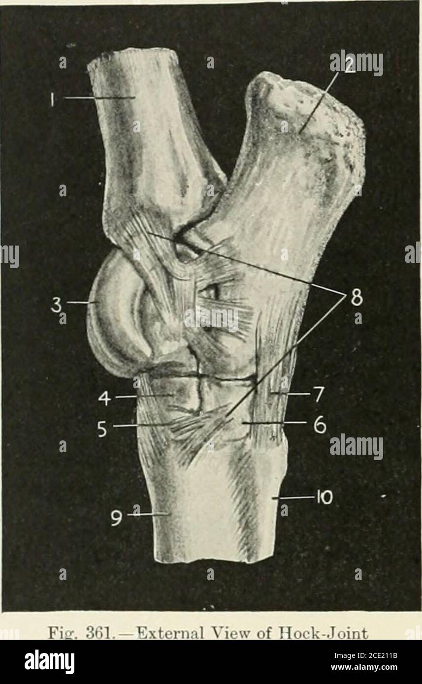 Astragalus Bone Horse