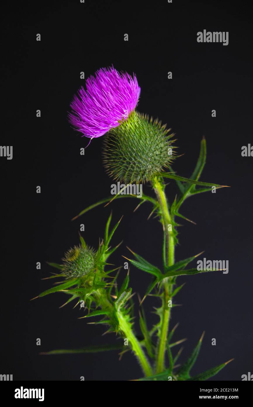 Close-up of a purple and wild flower spear thistle also kwon as common ...