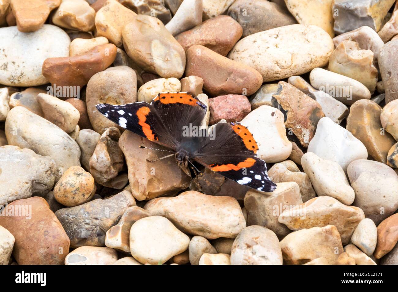 Red admiral butterfly, Vanessa atalanta, on shingle Stock Photo - Alamy